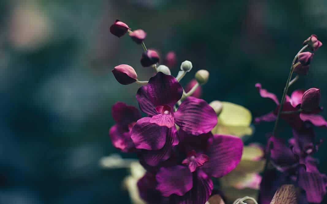 Negovanje orhideja - sobne biljke – Online cvećara GARDEN SHOP